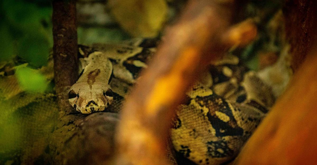 Regelung zur Haltung exotischer Haustiere stärkt Tierschutz